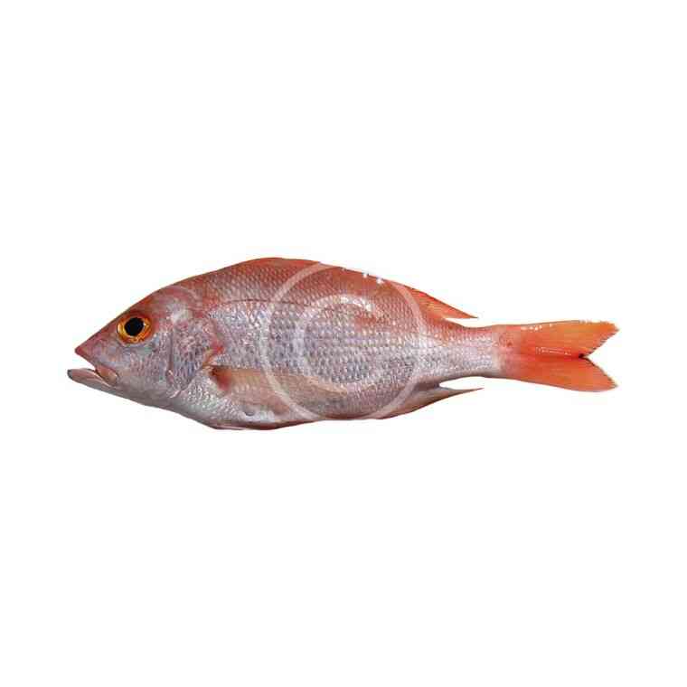 Pacific Ocean Perch Whole - Supermercado Koike